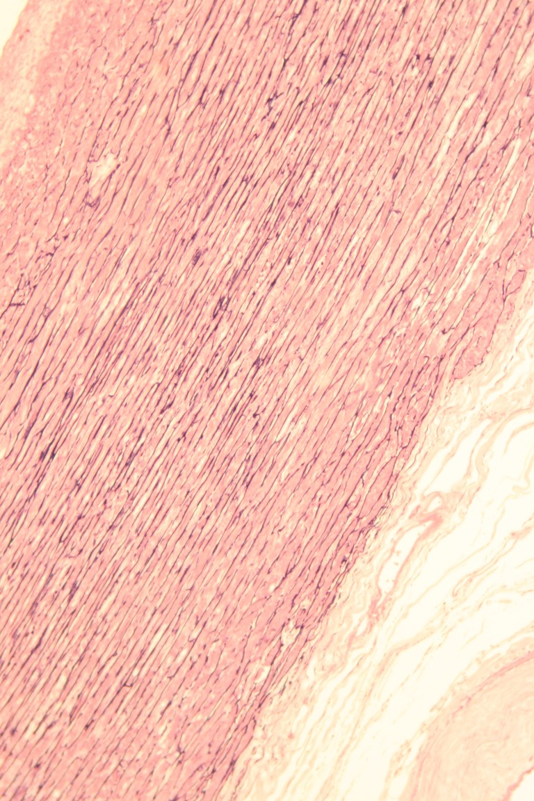 Histology lab slides | VCC Biology – Instructor Maria Morlin