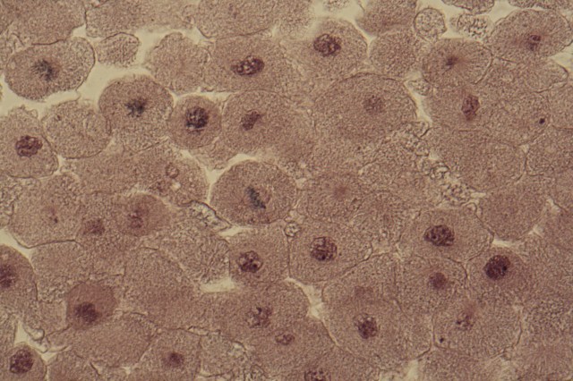 Cell Lab Slides | VCC Biology – Instructor Maria Morlin