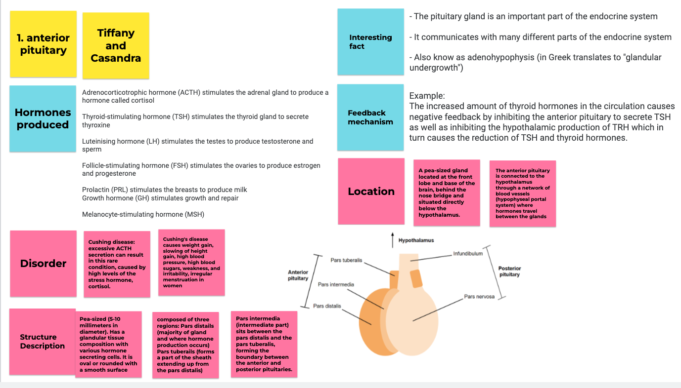 1120 Student presentations – endocrine system | VCC Biology ...