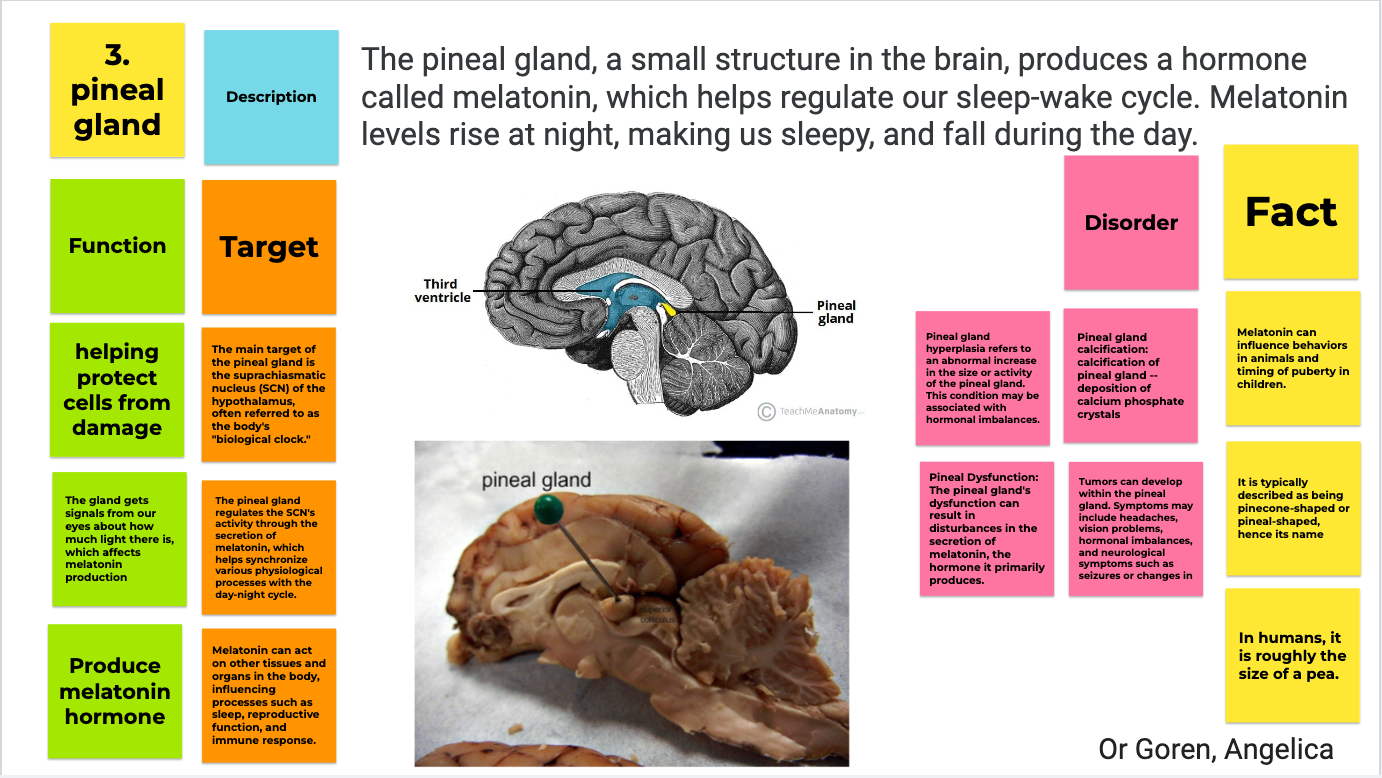 1120 Student presentations – endocrine system | VCC Biology ...