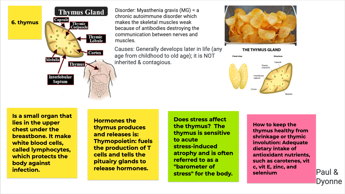 1120 Student presentations – endocrine system | VCC Biology ...