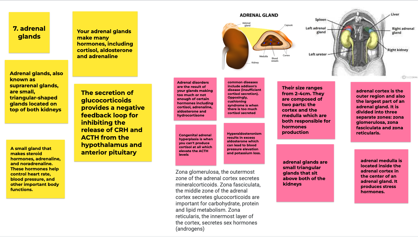 1120 Student presentations – endocrine system | VCC Biology ...