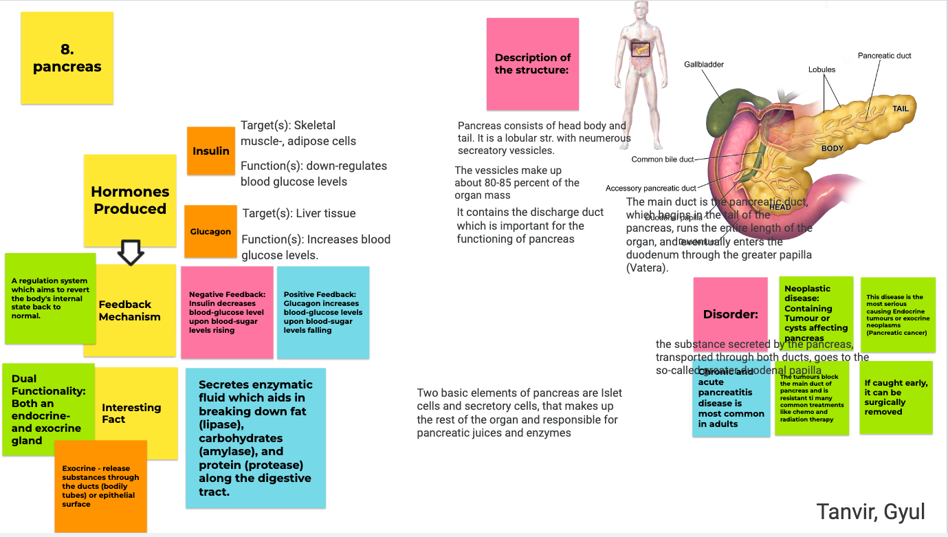 1120 Student presentations – endocrine system | VCC Biology ...
