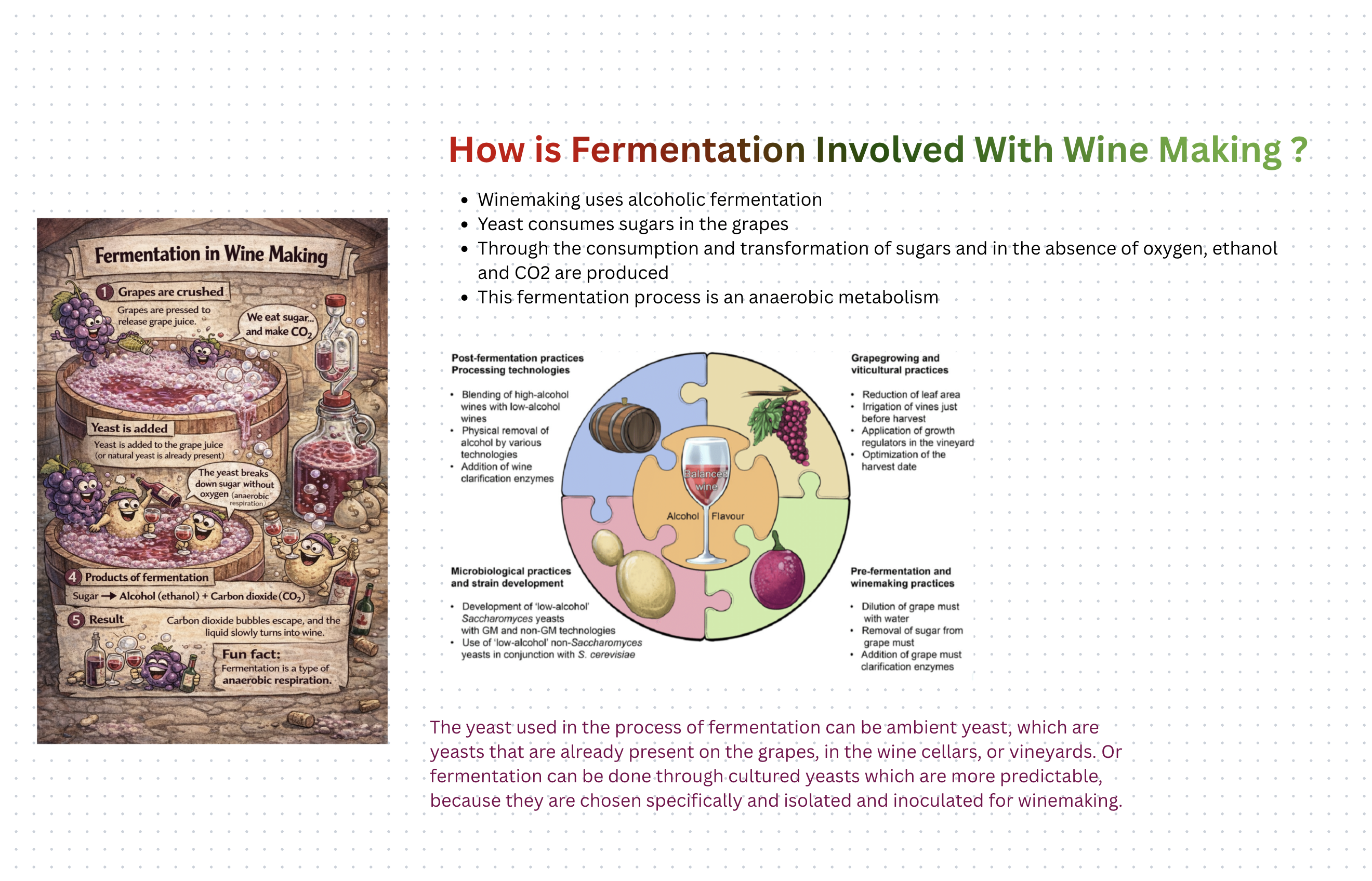 Biology 1200 fermentation applications | VCC Biology – Instructor Maria ...